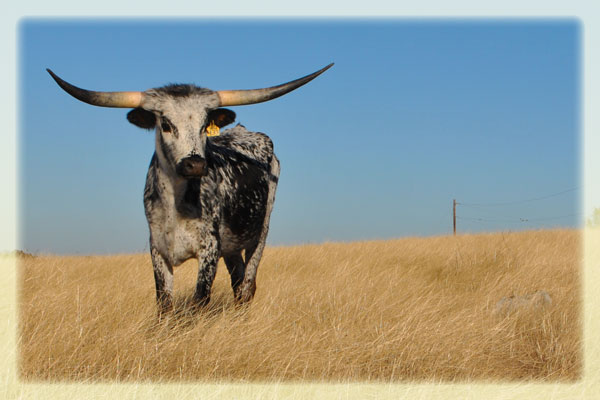 2bar2Ranch /Central Texas Longhorn Breeder/ Austin, Mc Mahan, Texas